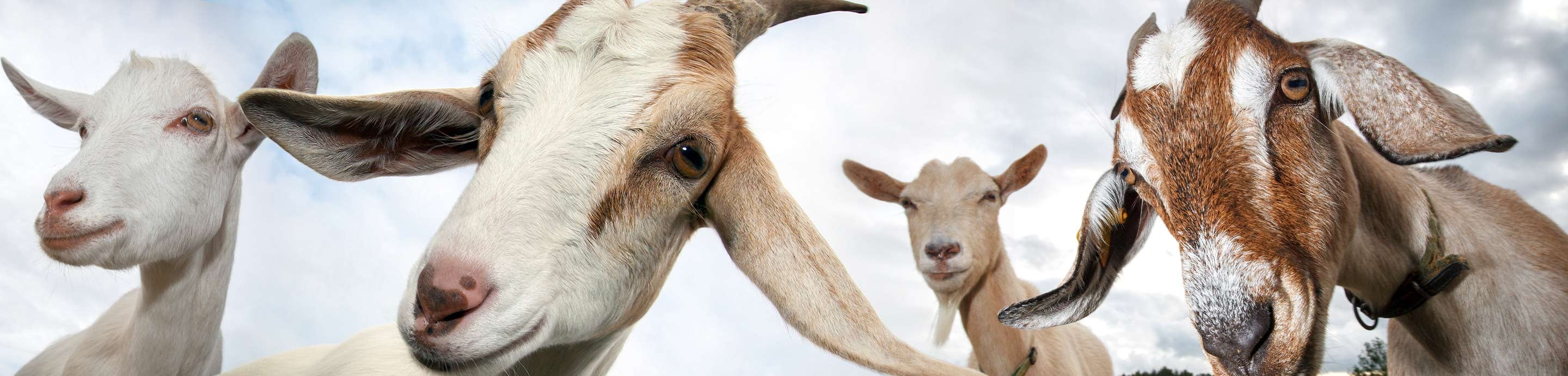 CIDR/Cystorelin | Dairy Goat Info Forums