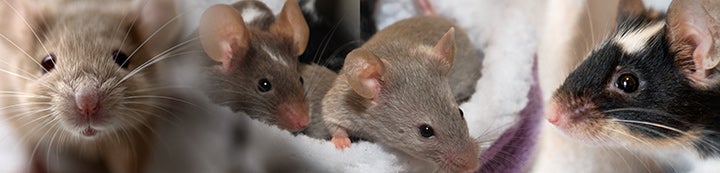 Post your pics of banded mice? | Pet Mice Forum