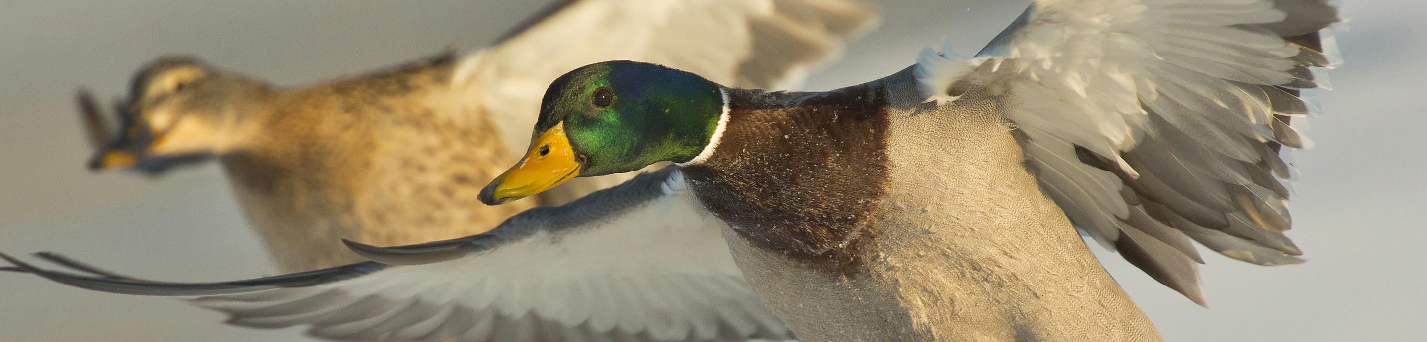 Eskimo subsistence hunting, rare bird clash on Alaska's .... | Iowa ...