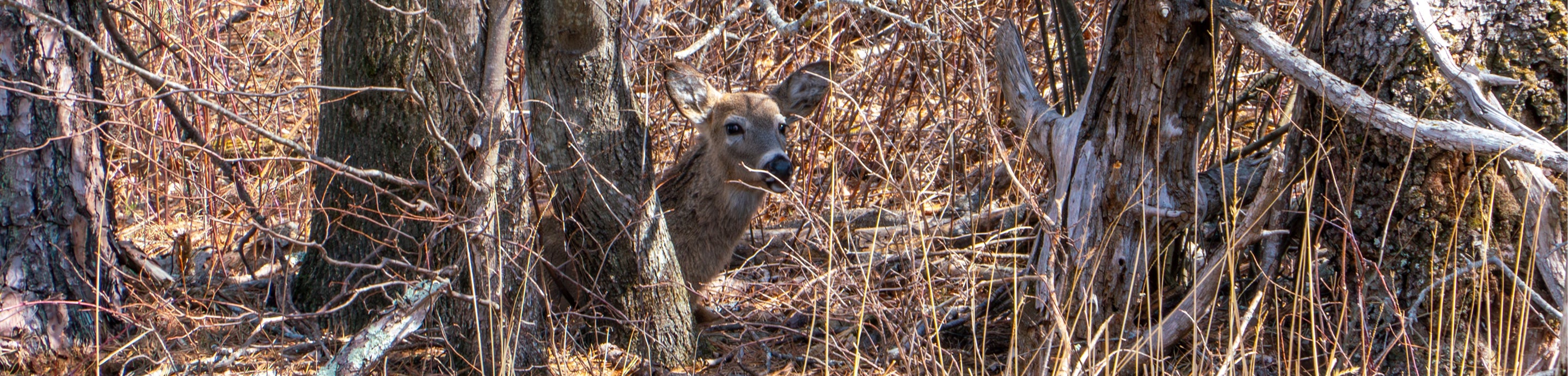 Random Stuff | Page 74 | Kentucky Hunting