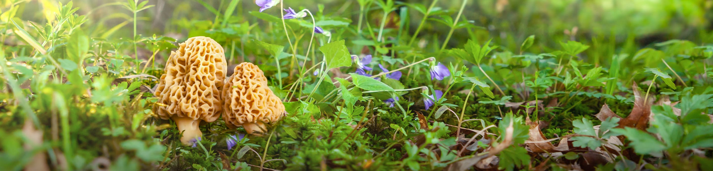 🍄‍🟫Missouri 2026 Morel Season- Let the good times roll | Morel ...