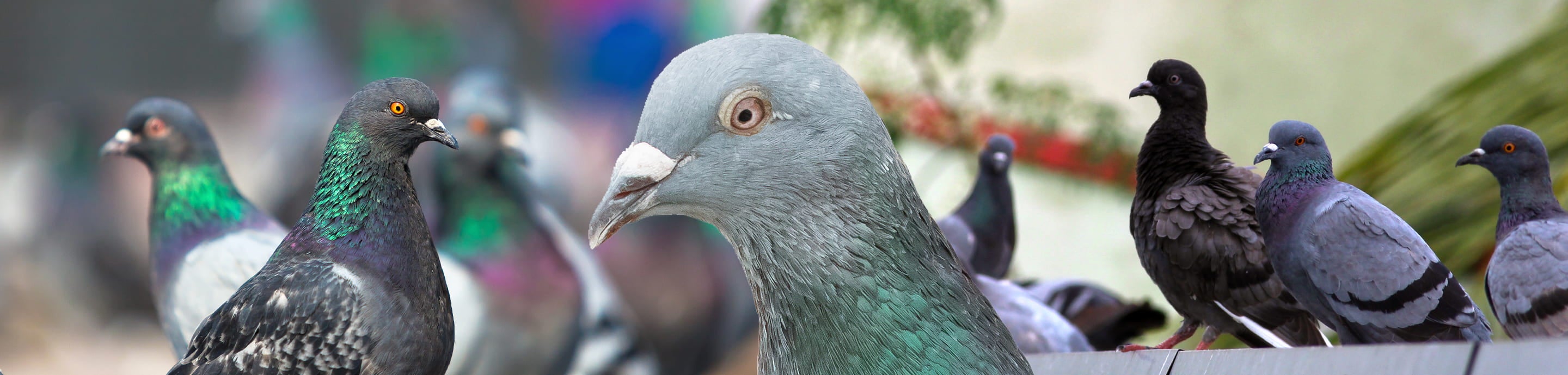 Winspeed | Pigeon-Talk