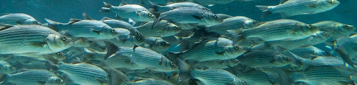 Braid and Mono Equivalents | Striped Bass Fishing Forums Forum