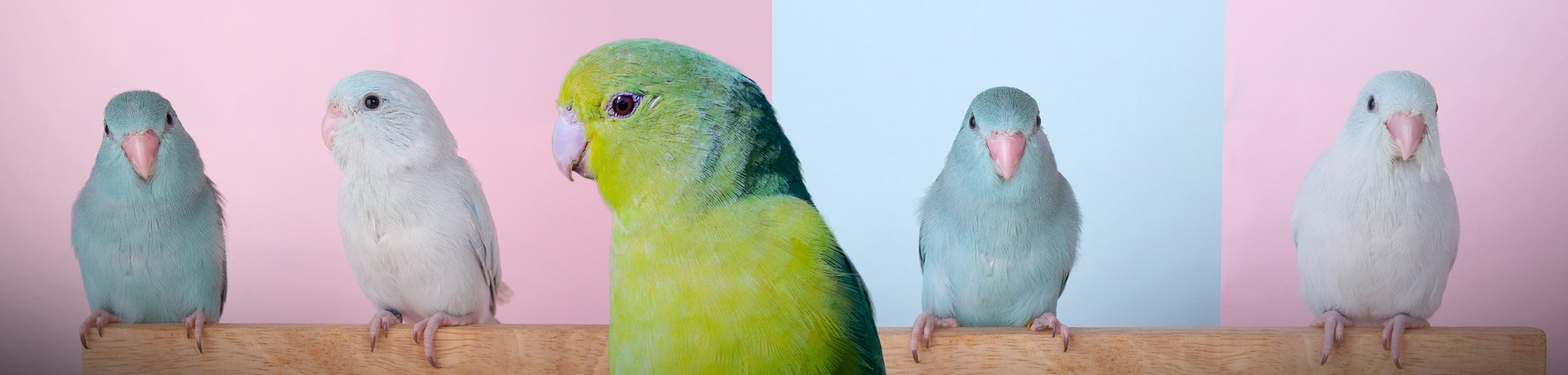 “Does this poop look normal?” Guide to Bird Poop | Parrotlets Forum ...