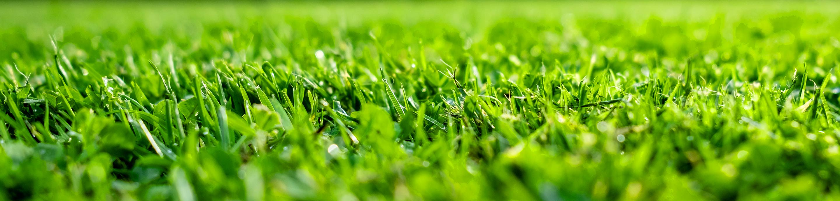 Tttf or tttf/kbg blend. Pros/cons | Lawn Care Forum