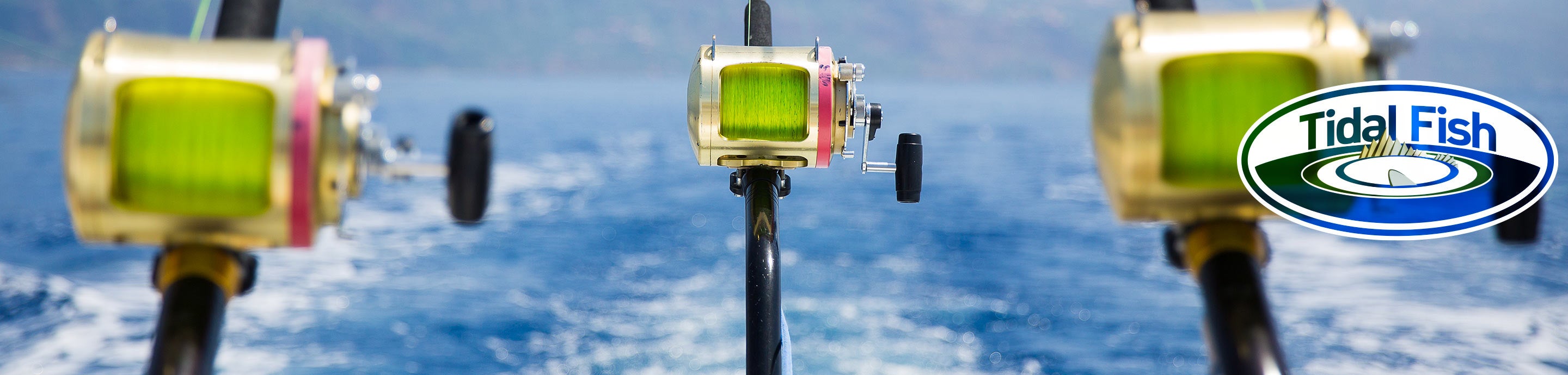 Flounder | Tidal Fish Forum