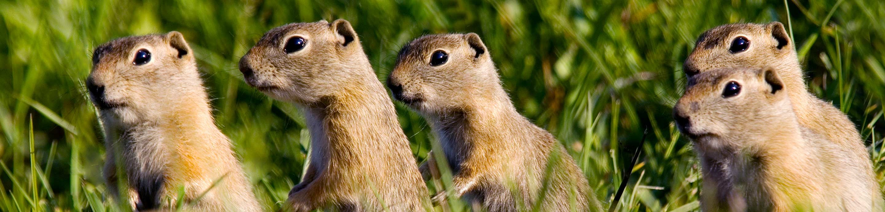 The POST ANYTHING Thread | Page 28 | Varmint Hunters Forum