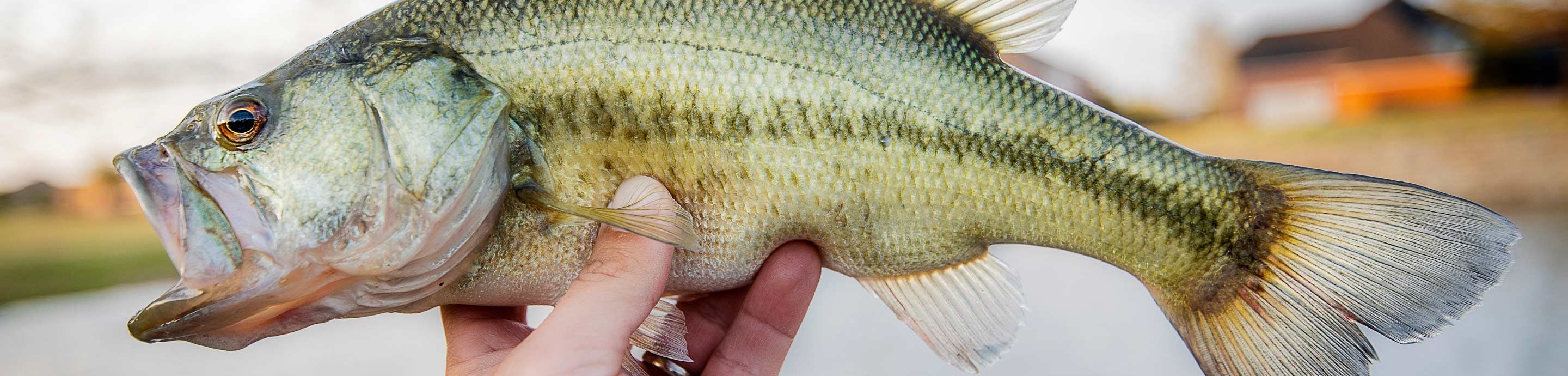 Coleman Crawdad 11ft Jon - Product Review | Chicago Fishing Forum