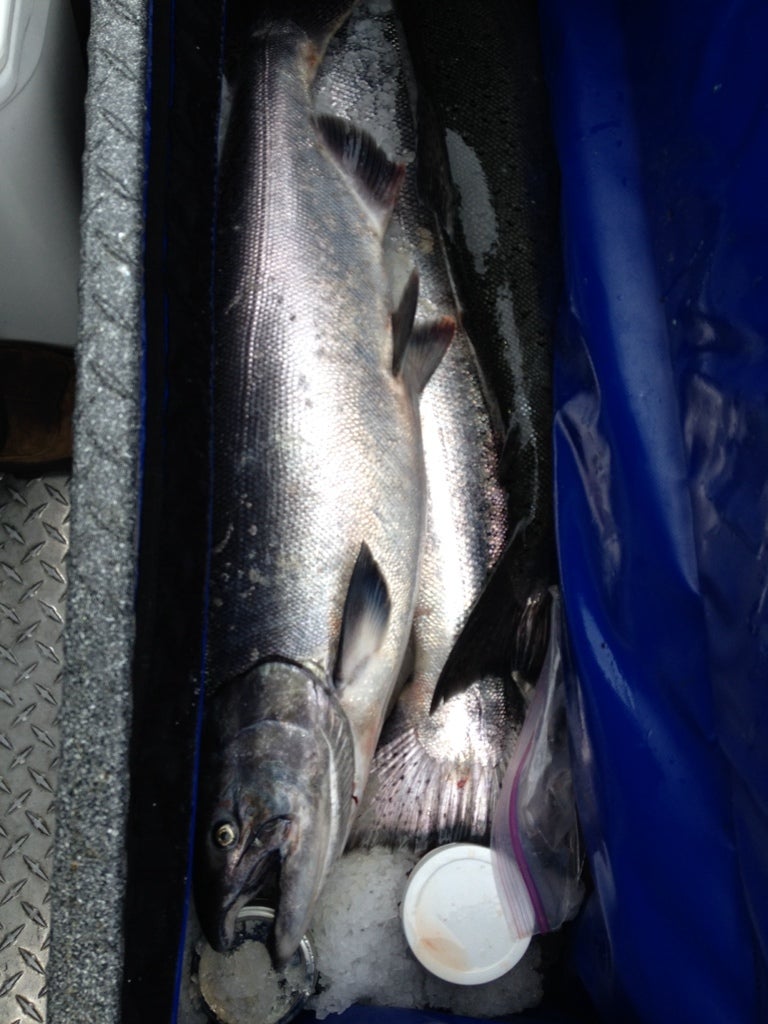 Fish box soft insulated liners | IFish Fishing Forum