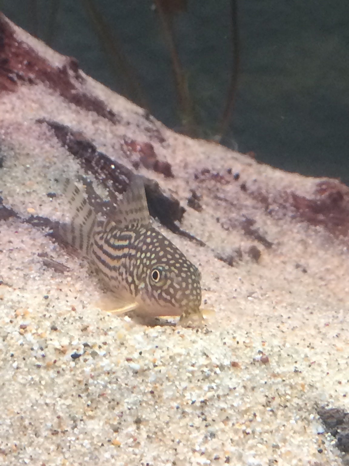 Picking a species of Cory | The Planted Tank Forum