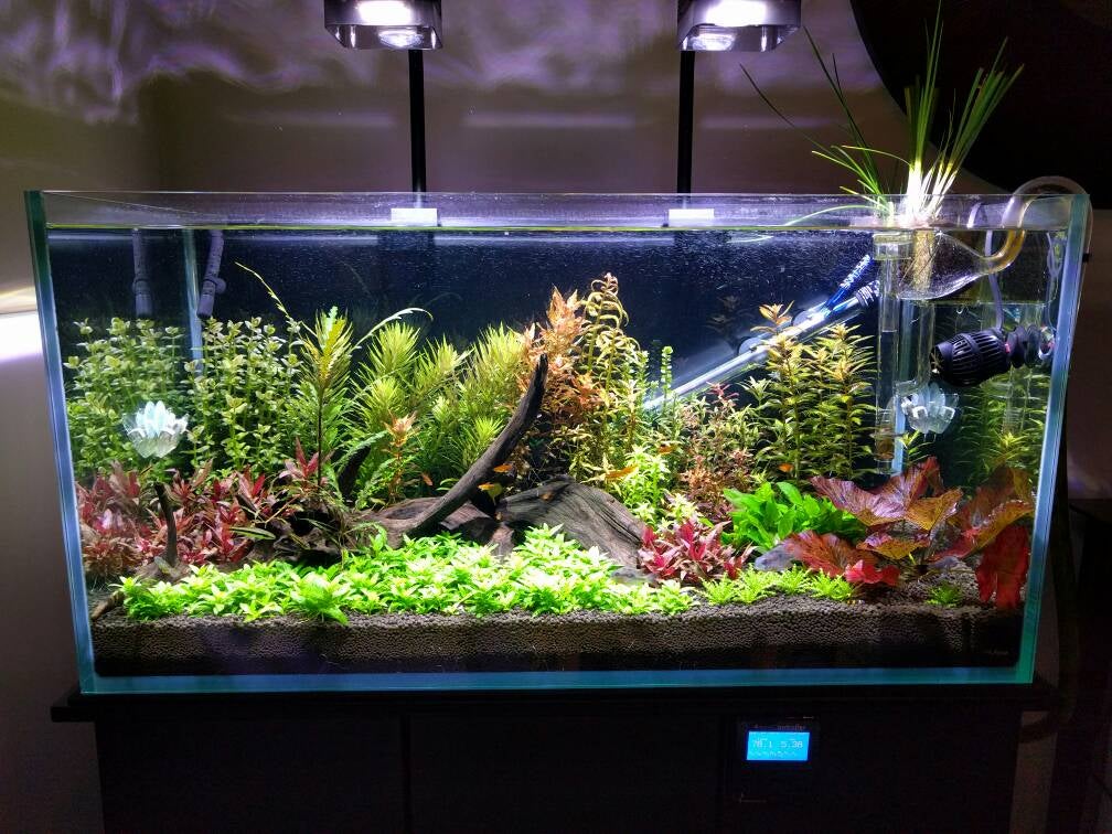Is a Kessil overkill? | The Planted Tank Forum