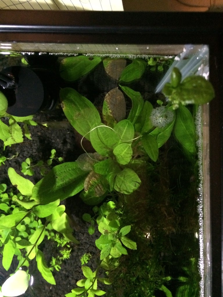 Amazon Sword Flowering? | The Planted Tank Forum
