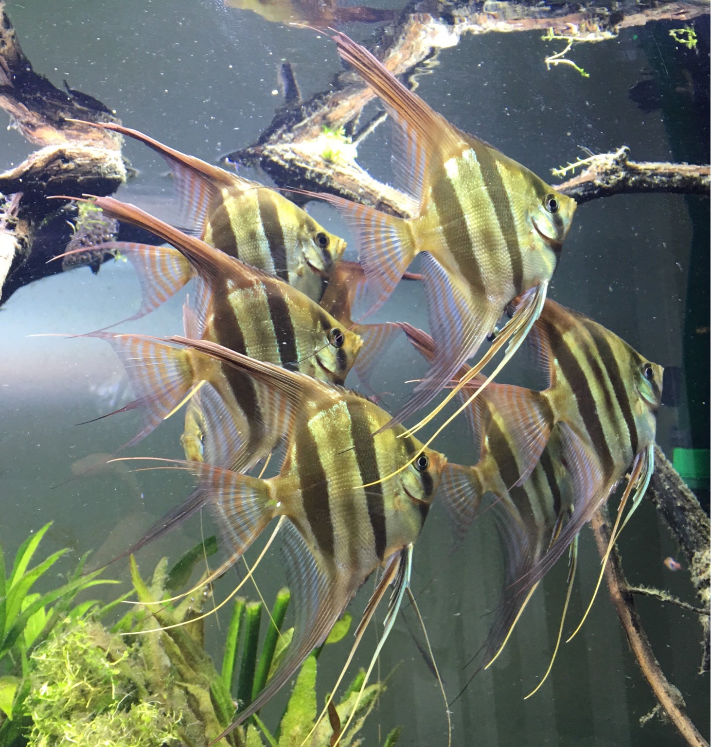 My planted tank with Altum rio inirida | The Planted Tank Forum