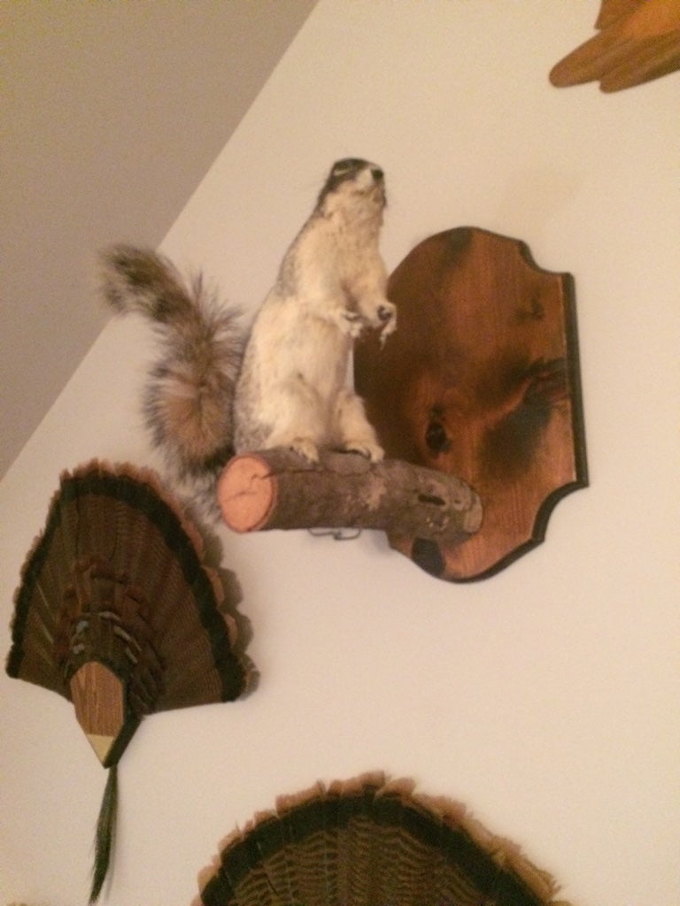 Show me some fox squirrel mounts. | Archery Talk Forum