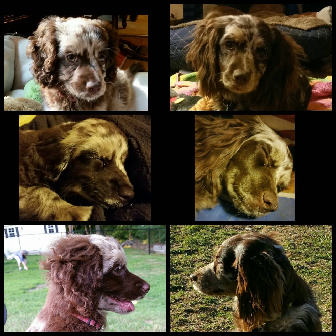 Smoothie coat | I Love My Cockapoo Forums