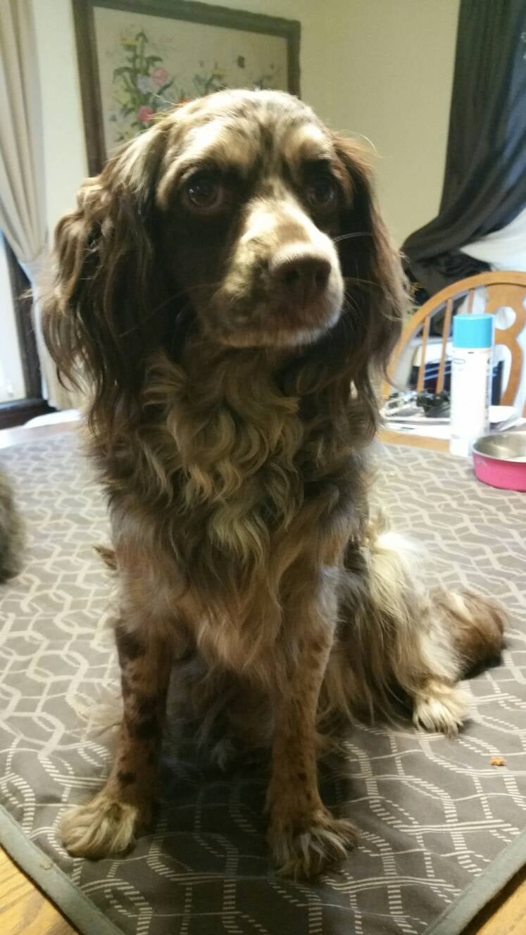 Smoothie coat | I Love My Cockapoo Forums