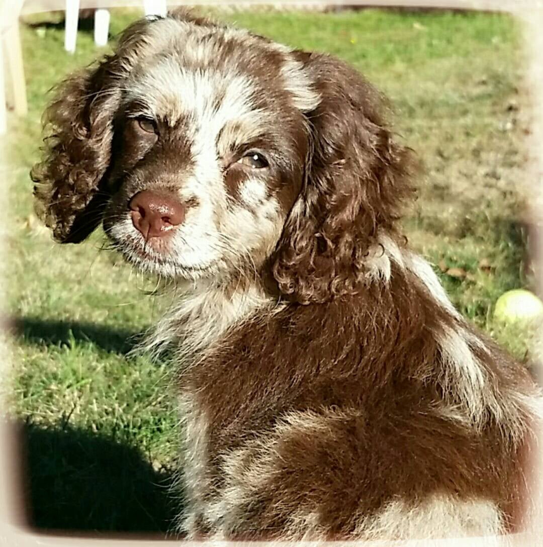 Smoothie coat | I Love My Cockapoo Forums