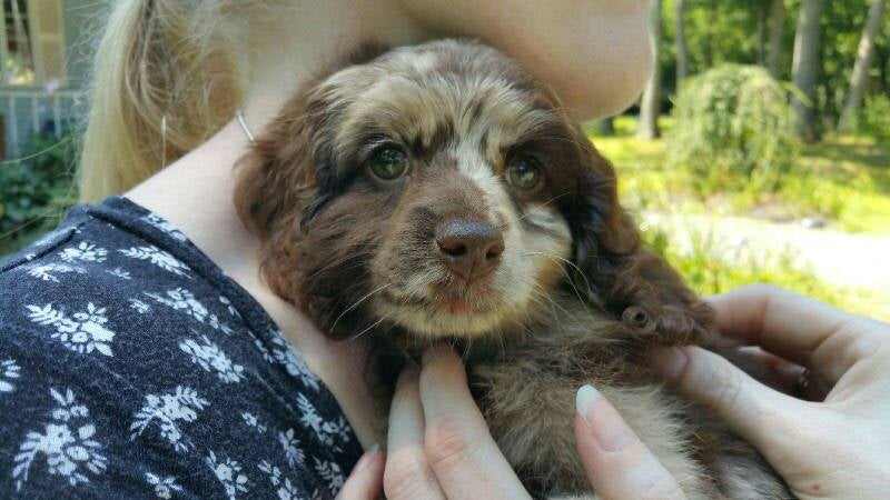 Smoothie coat | I Love My Cockapoo Forums