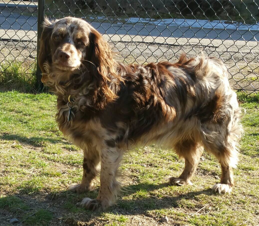 Smoothie coat | I Love My Cockapoo Forums