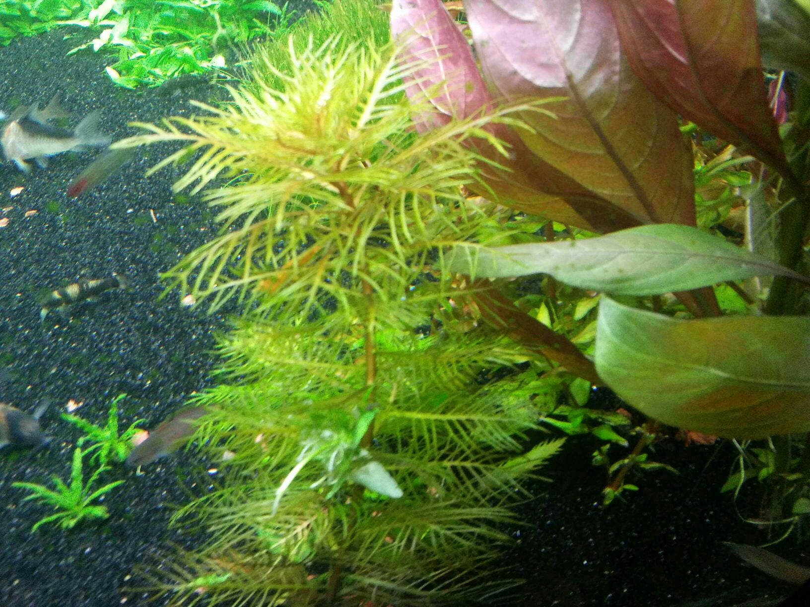 Proserpinaca palustris (Mermaid Weed) leaf shape | The Planted Tank Forum
