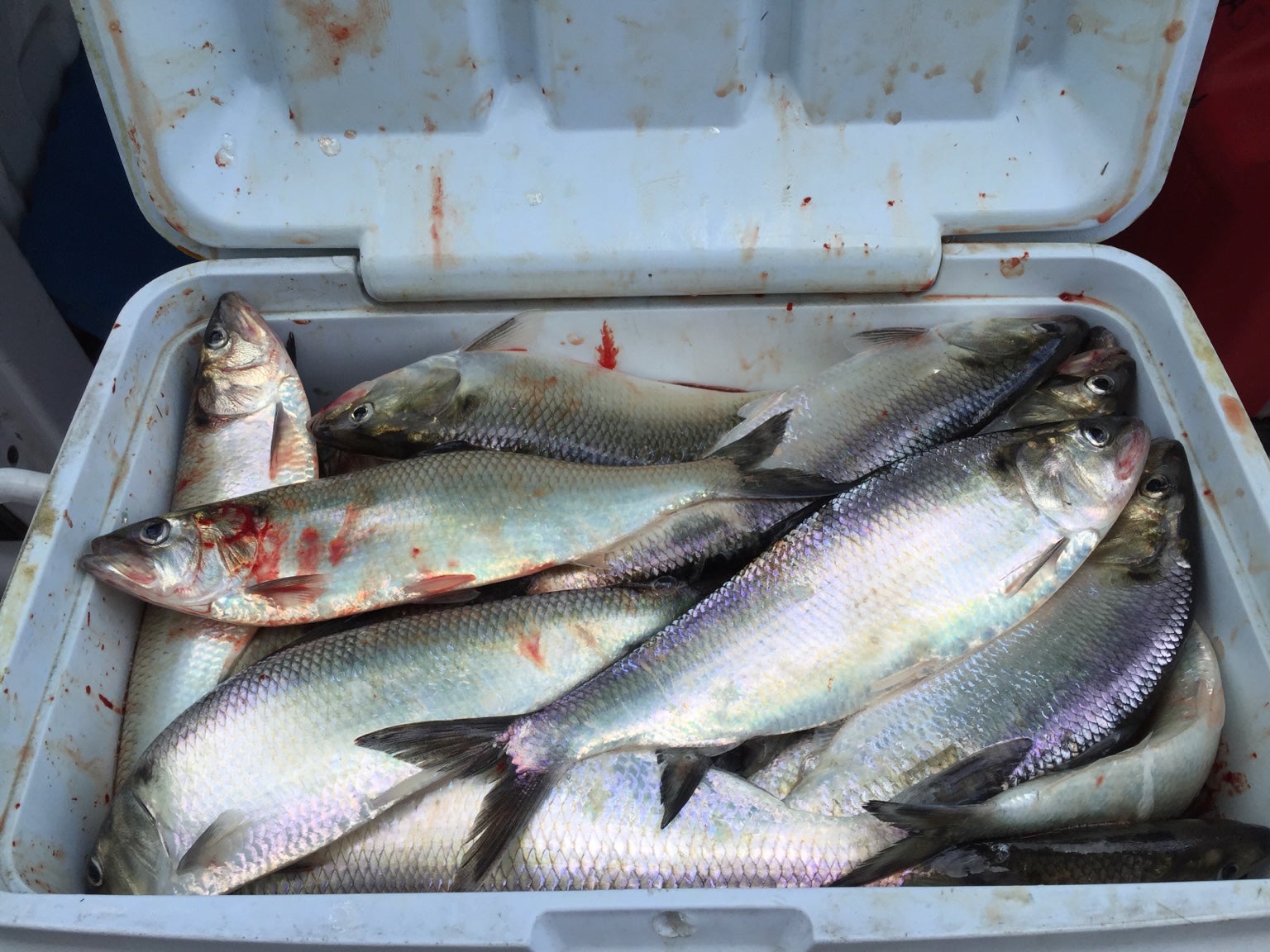 21' Willie Predator with 150/105 ETEC review | IFish Fishing Forum