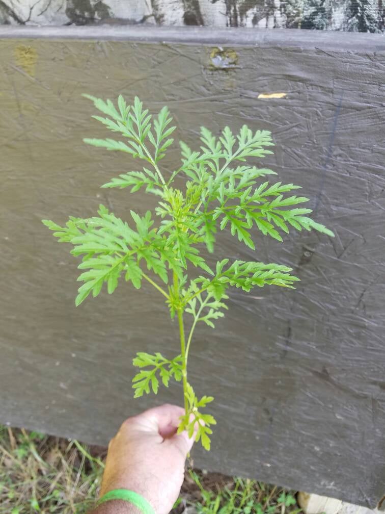 What plant is this? | Archery Talk Forum