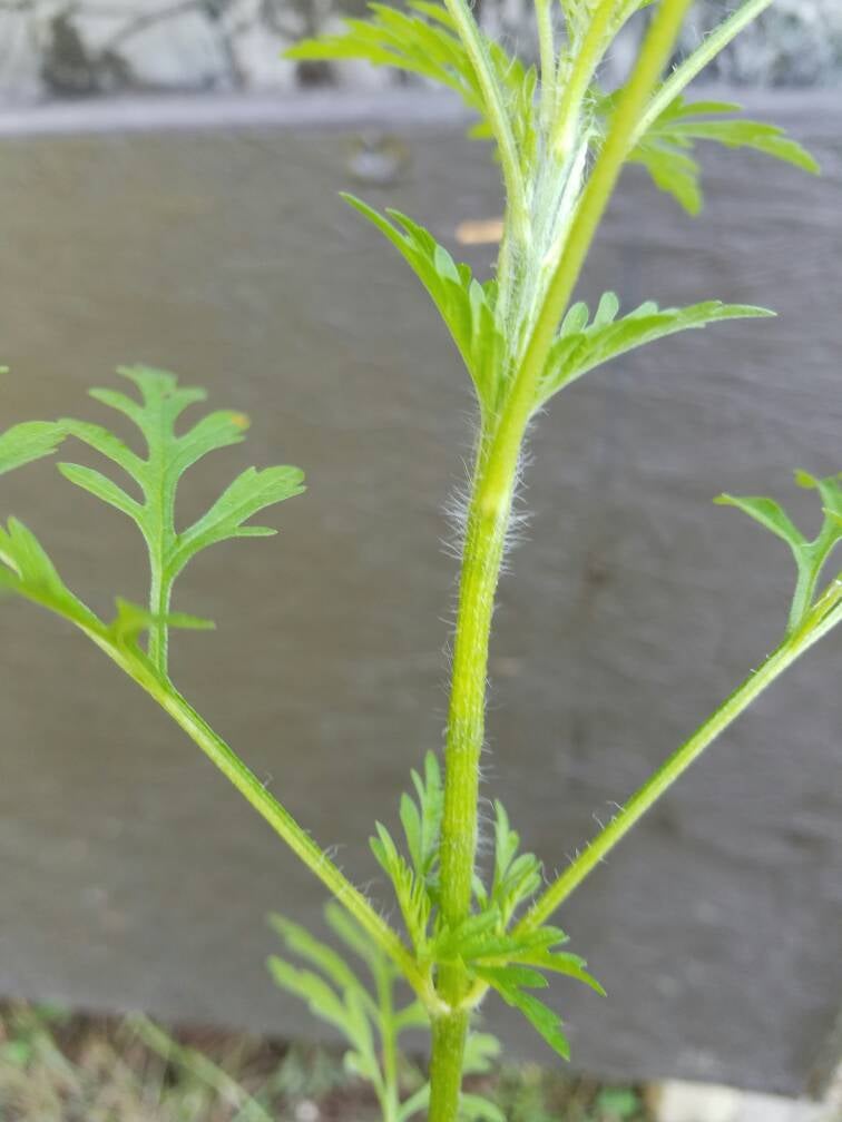 What plant is this? | Archery Talk Forum