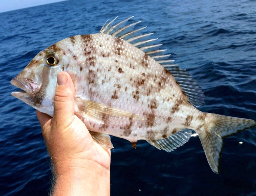What is a Chocolate Porgy? | Pensacola Fishing Forum
