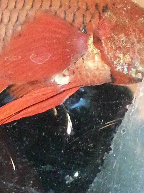 Prolapse, white stringy poop or ruptured abdomen?? | Betta Fish Forum