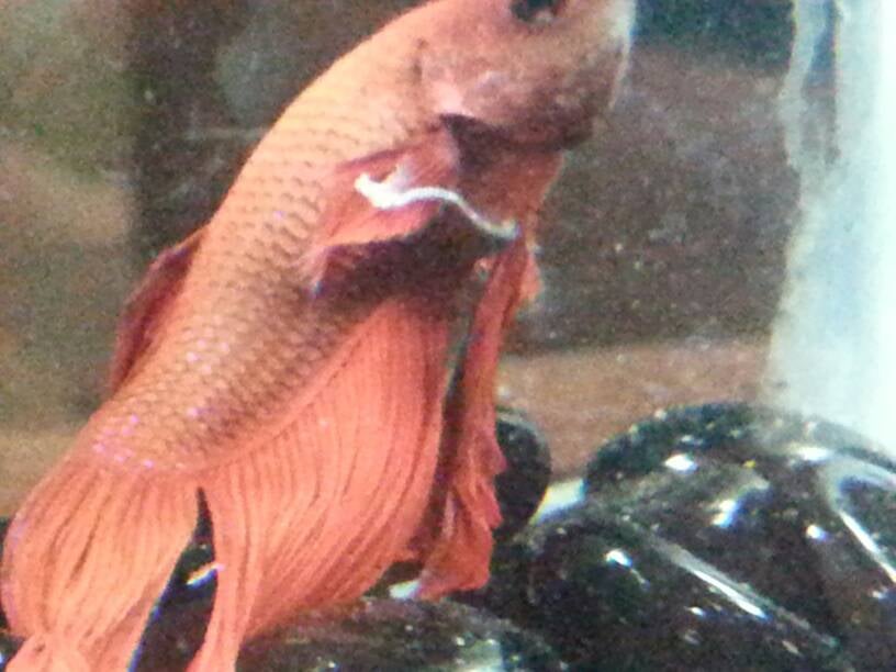 Prolapse, white stringy poop or ruptured abdomen?? | Betta Fish Forum