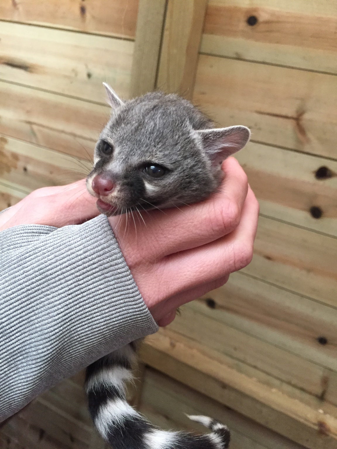 Baby Common Genet | Reptile Forums