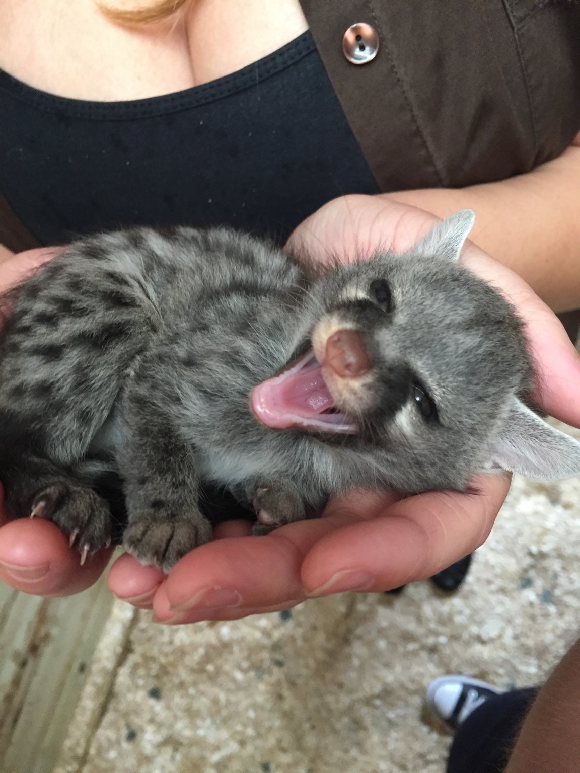 Baby Common Genet | Reptile Forums