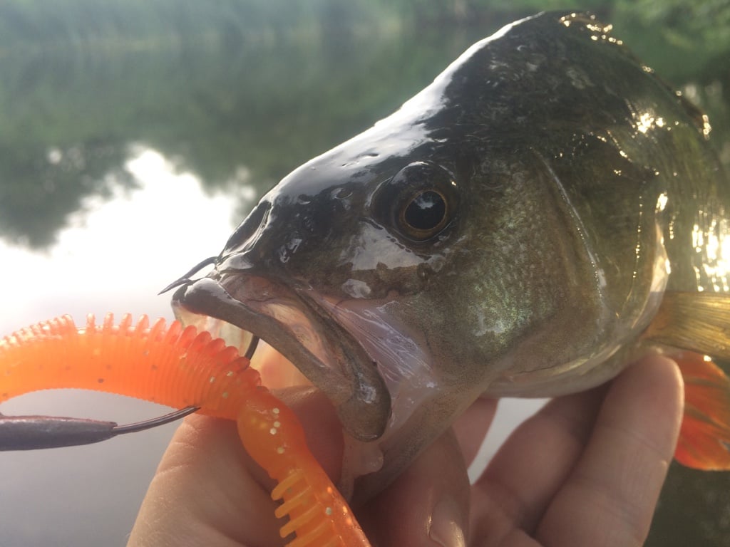 Perch lure sizes | The Lure Forums