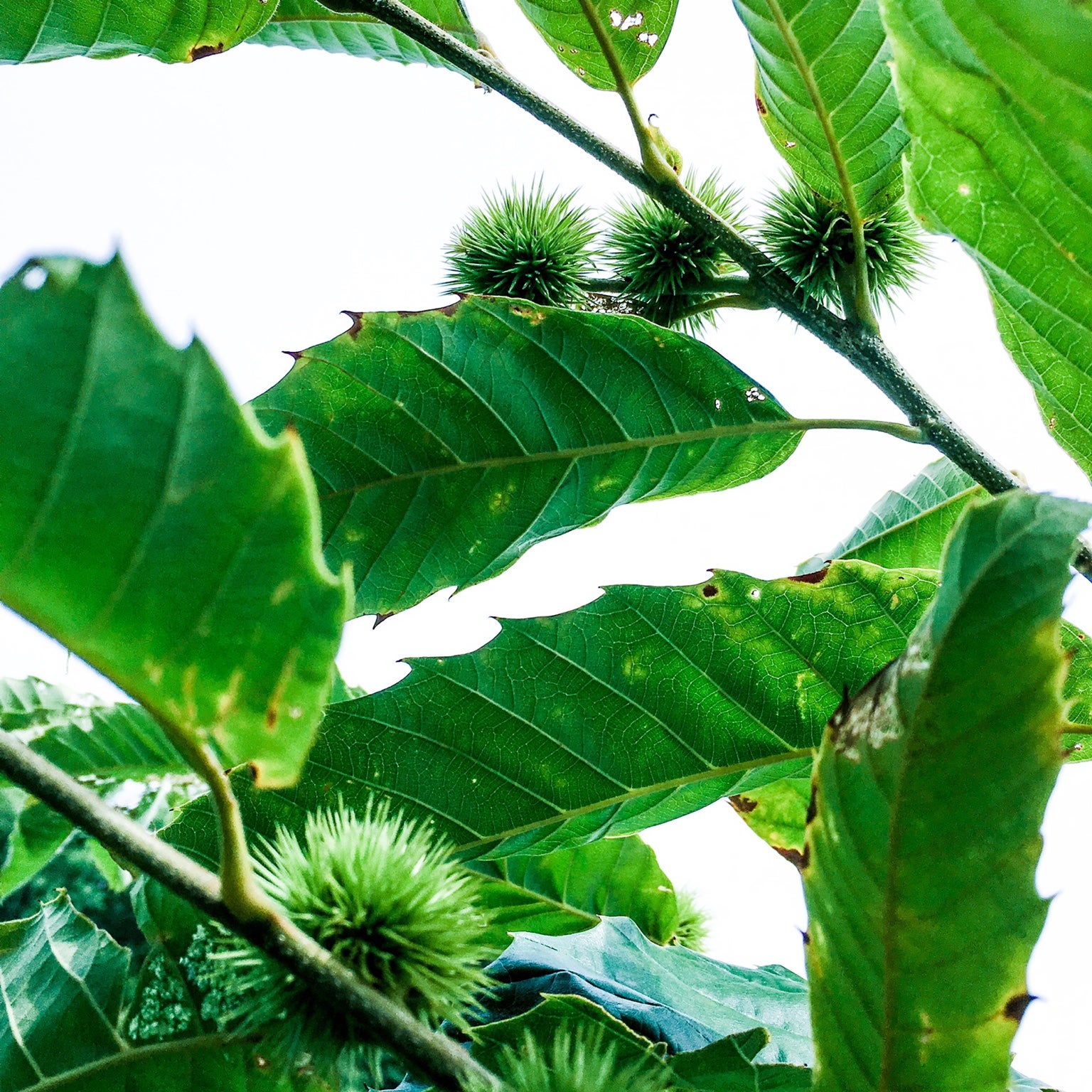 Hunting near chestnut trees? | Archery Talk Forum