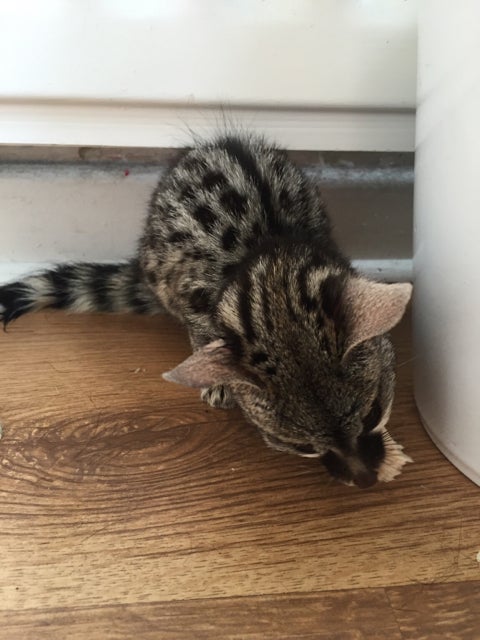 Baby Common Genet | Reptile Forums