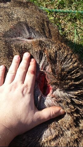 NAP Killzone Maxx | Archery Talk Forum