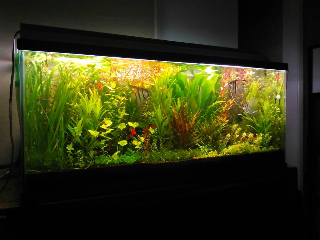 Low Tech Tank Show-and-Tell (low tech can be lush, too! =) | Page 100 ...