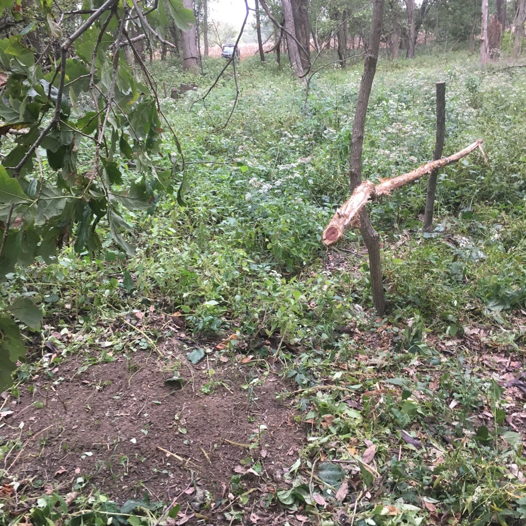 Building a scrape tree... | Archery Talk Forum