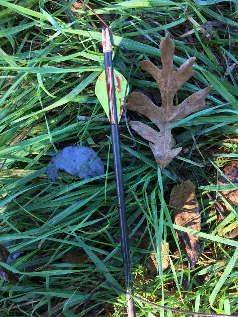 The Deer From Hell | Archery Talk Forum