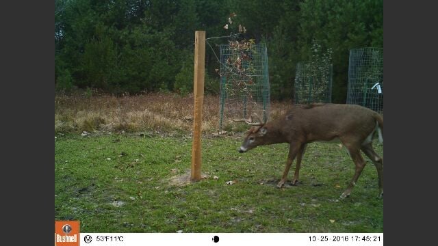 Homemade tree-coy | Archery Talk Forum