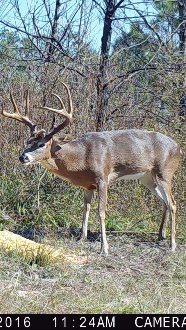 140" 8 point... | 2 Cool Fishing Forum