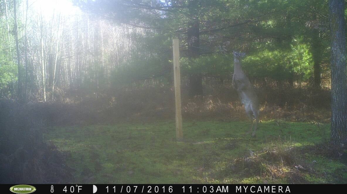 Homemade tree-coy | Archery Talk Forum