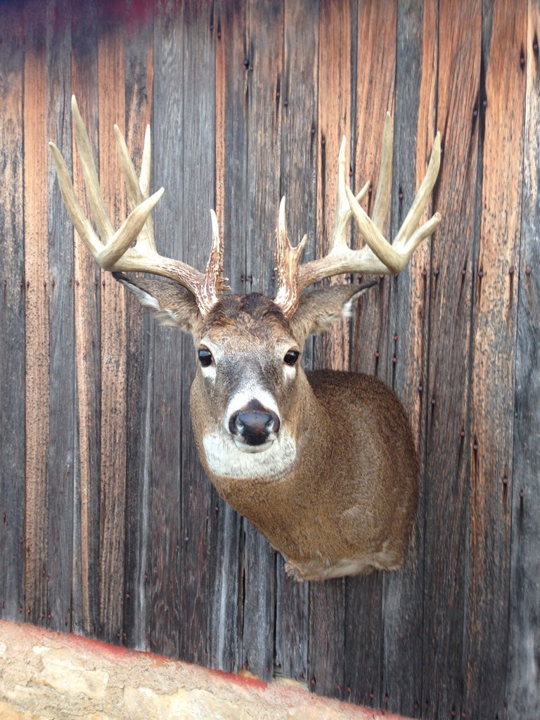 Your Mounts | Archery Talk Forum