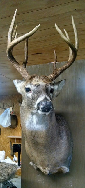 Mount? | Archery Talk Forum