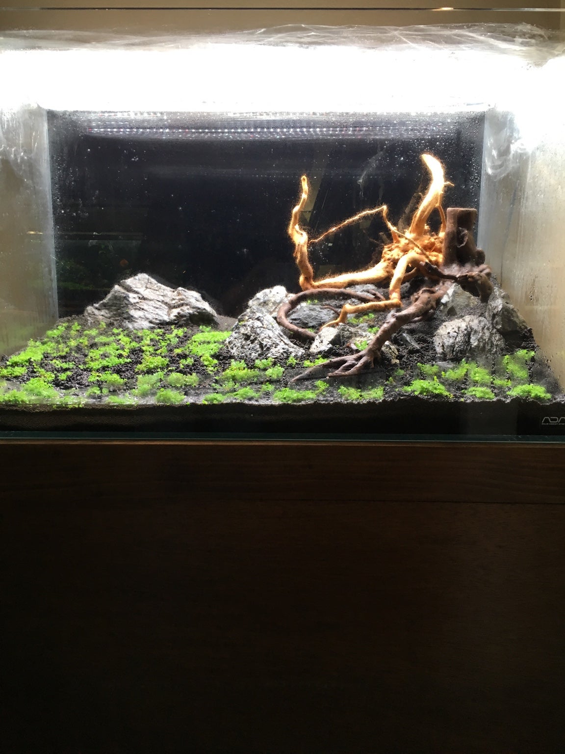 ADA 75p drystart journal | The Planted Tank Forum