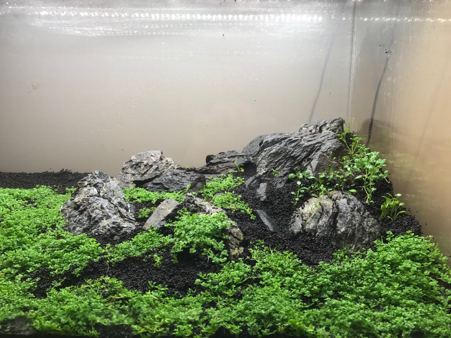 ADA 75p drystart journal | The Planted Tank Forum