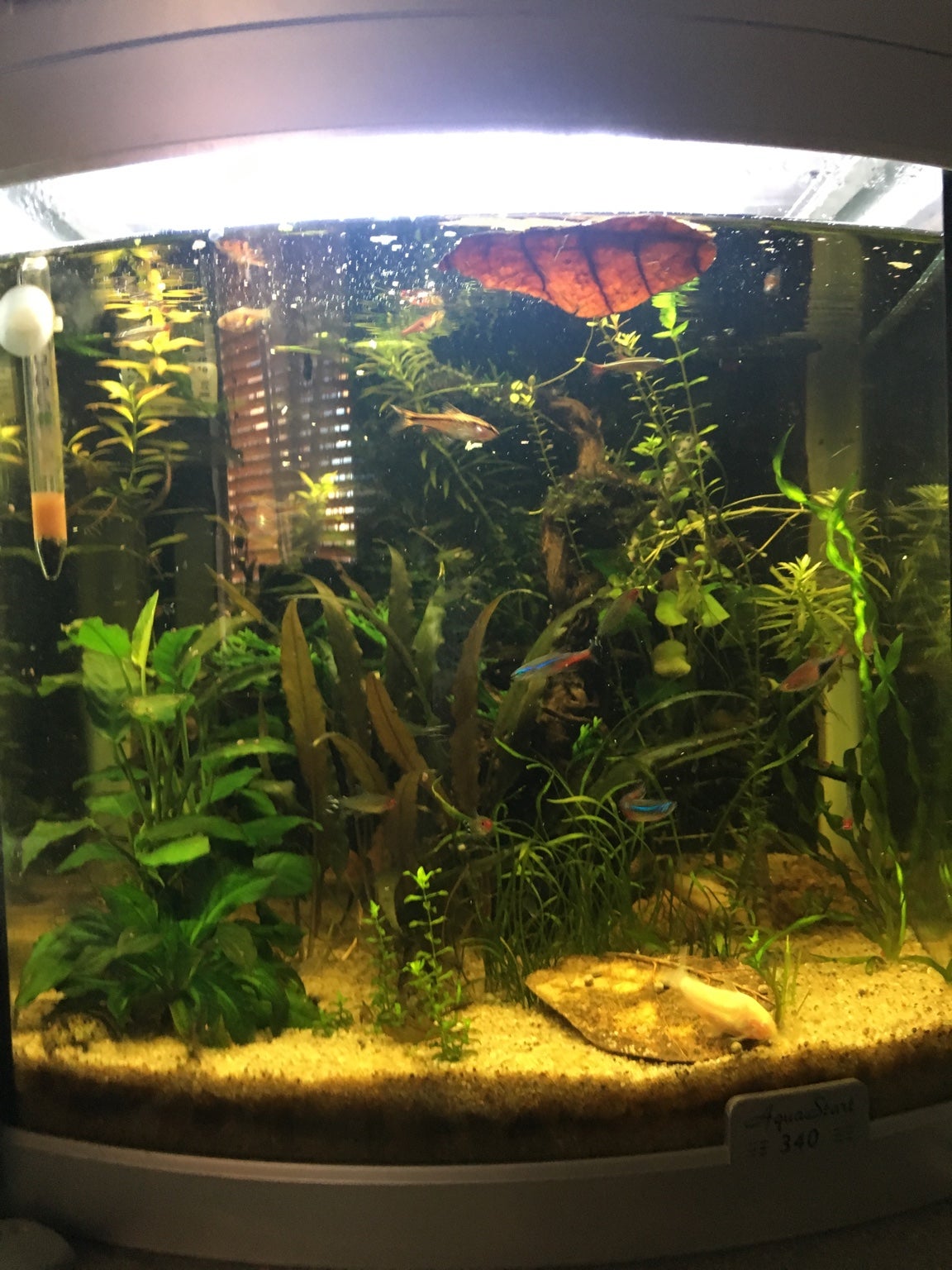 Indian almond leaves in tetra/rasbora/cory tank | The Planted Tank Forum