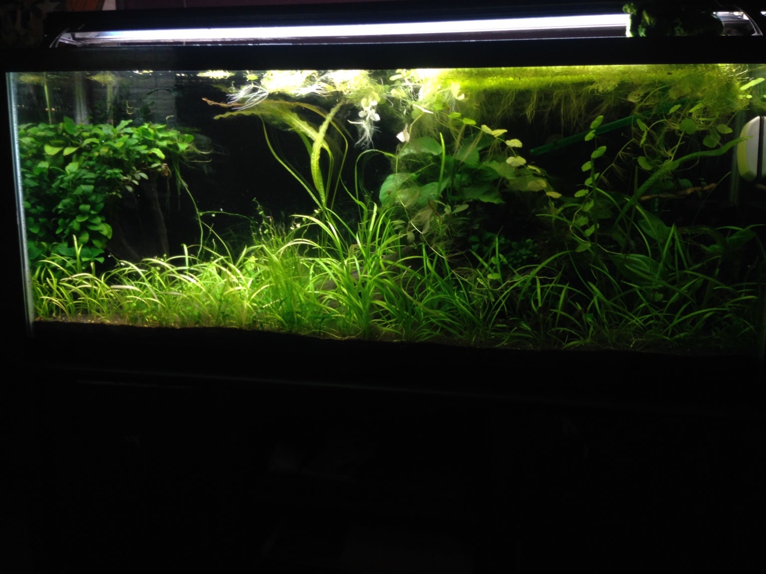 Dirted Tanks (the good and the bad?) - show me yours | The Planted Tank ...