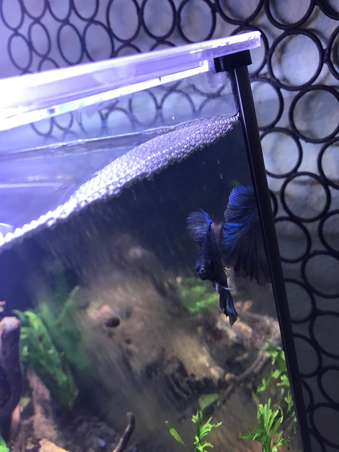 Fresh start | Page 5 | The Planted Tank Forum