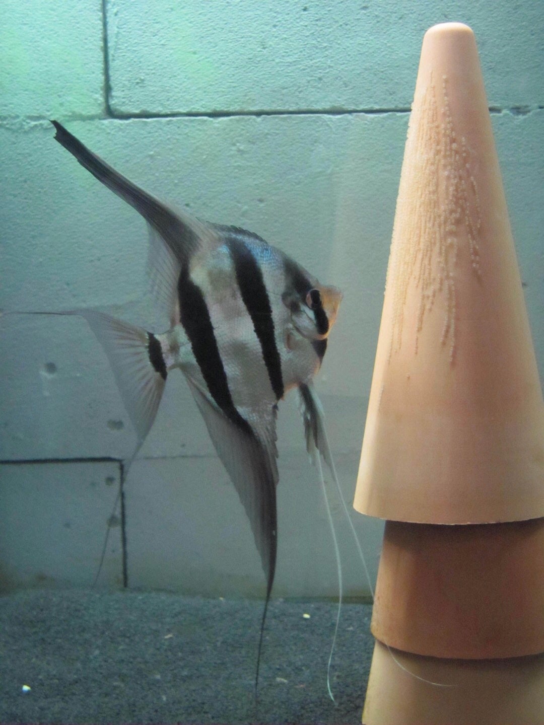 Rballi's 280 gallon Altum Angelfish Tank Biotope | The Planted Tank Forum